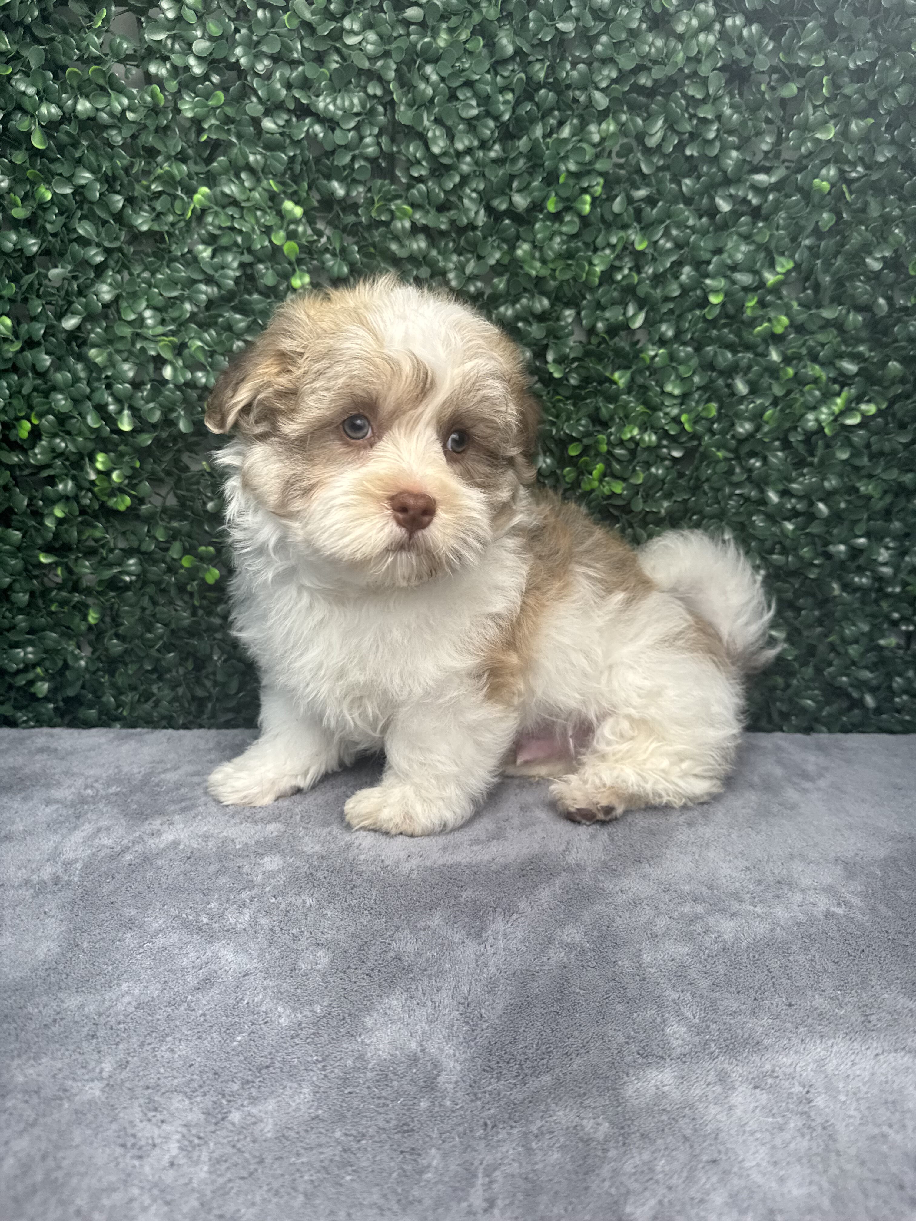 Havanese Puppy Silver / Tan ID:50125 Located at Tiny Paws